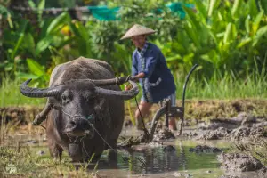 The Living Land Farm - Rice Farming Experience